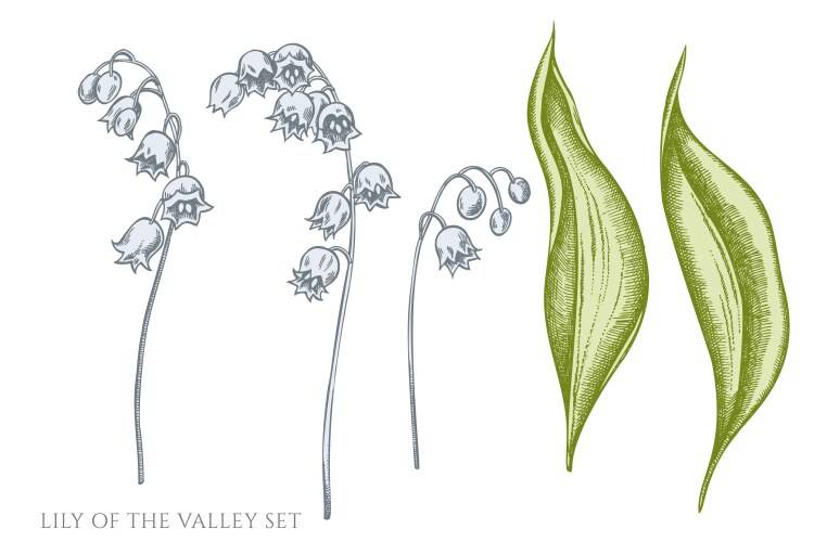 Lily Valley Vector Images (over 2,700)