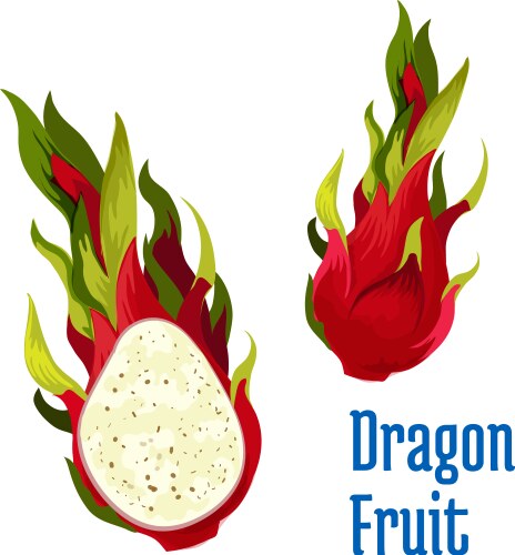 Dragon fruit cartoon Royalty Free Vector Image