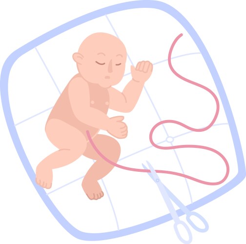 Placenta Vector Images (over 1,000)