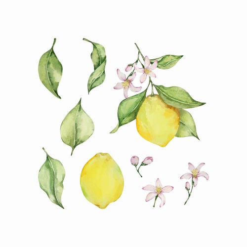 Watercolor lemon tree branch Royalty Free Vector Image