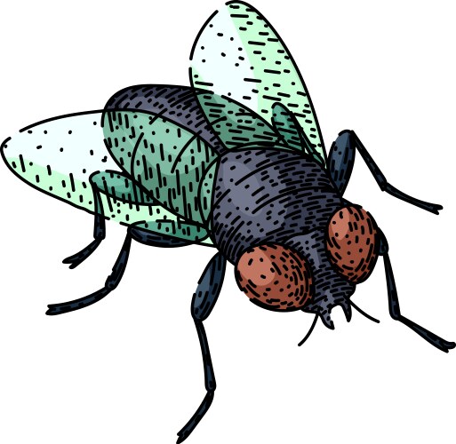 Insect fly sketch hand drawn Royalty Free Vector Image