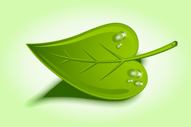 Two green leaves Royalty Free Vector Image - VectorStock