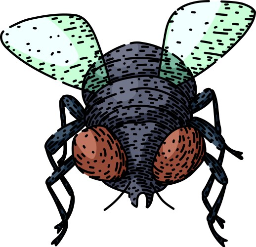 Vintage fly sketch hand drawn Royalty Free Vector Image