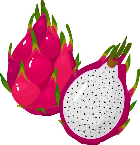 Dragon fruit sketch Royalty Free Vector Image - VectorStock