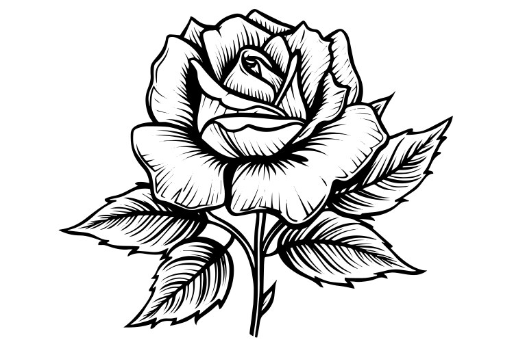 Rose flower hand drawn ink sketch engraving style Vector Image