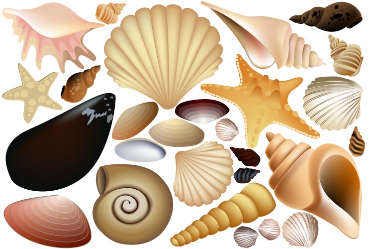Shell Vector Images (over 130,000)