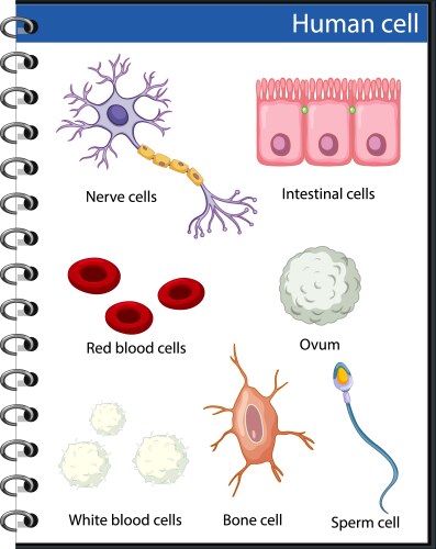 Human macro cells set bright medicine poster Vector Image