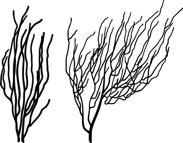 Coral Outline Vector Images (over 10,000)
