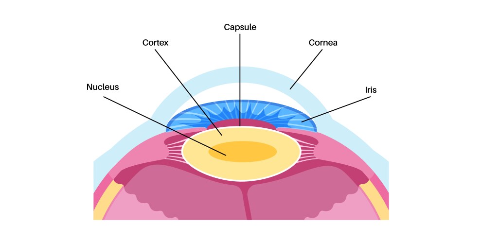 Human eye lens Royalty Free Vector Image - VectorStock