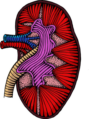Hand drawn human kidney drawing reverse engraved Vector Image