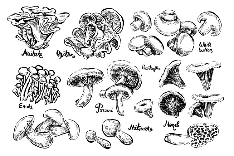 Button Mushroom Vector Images (over 2,300)