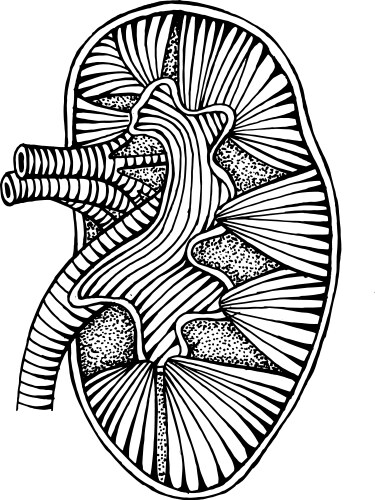Hand drawn human kidney drawing reverse engraved Vector Image
