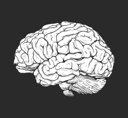Side View Drawing of a Brain Vector Images (89)