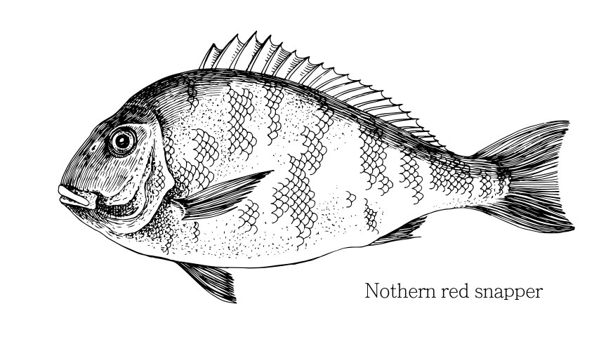 Red snapper hand drawing vintage engraving Vector Image