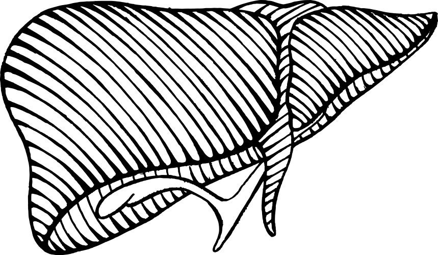 Human heart hand drawn engraved sketch drawing Vector Image