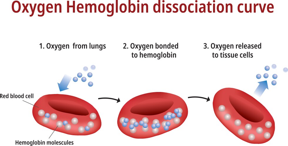 Hemoglobin into a red blood cell Royalty Free Vector Image
