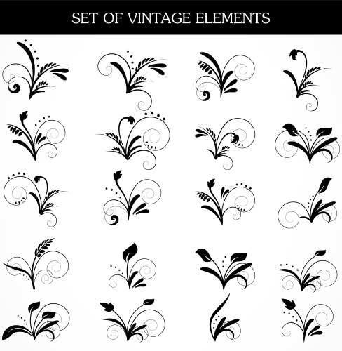 Floral design elements Royalty Free Vector Image
