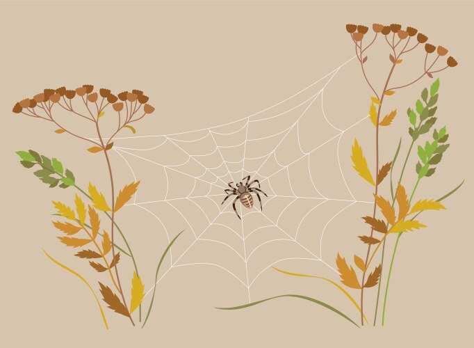 Spider web sketch Royalty Free Vector Image - VectorStock