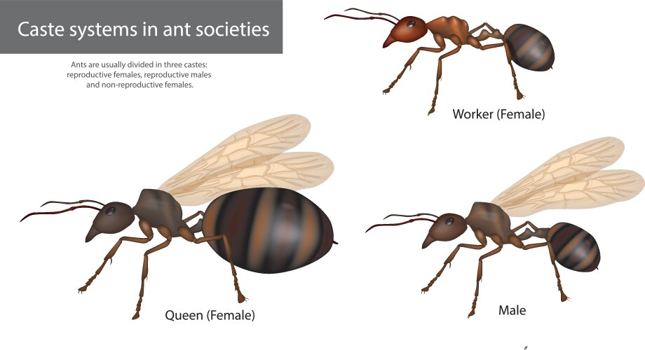 Termite life cycle and reproduction caste social Vector Image