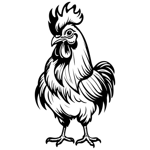 Rooster drawing outline cartoon line engraving Vector Image