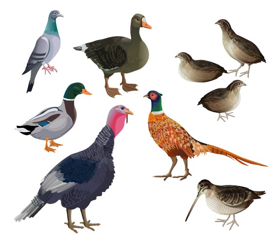 Birds Royalty Free Vector Image - VectorStock