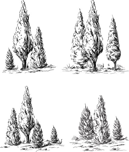 Cypress Vector Images (over 4,600)