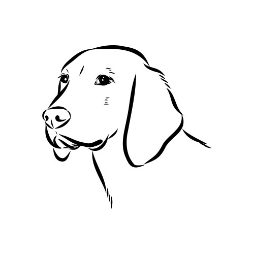 Dunker dog sketch portrait isolated on white Vector Image
