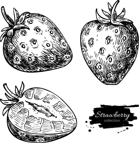 Strawberry Black and White Outline Vector Images (over 9,000)
