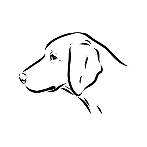 Dunker dog sketch portrait isolated on white Vector Image