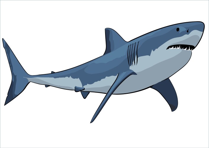 White shark Royalty Free Vector Image - VectorStock