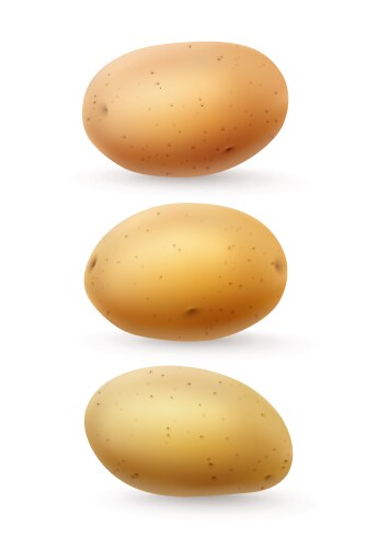 Potatoes Royalty Free Vector Image - VectorStock