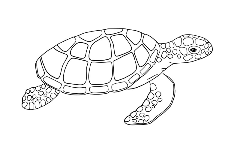 Outline swimming turtle isolated on white Vector Image
