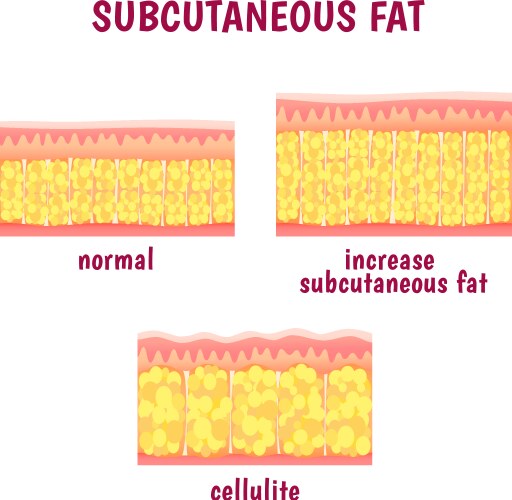 Adipose tissue adipocytes white fat cells Vector Image