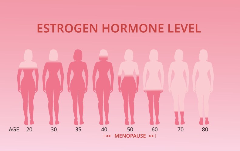 Estrogen hormone levels chart menopause Royalty Free Vector