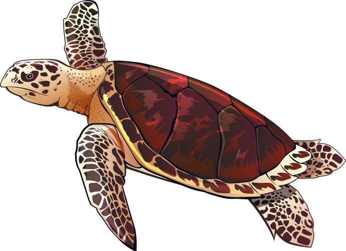 Turtle Vector Images (over 33,000)
