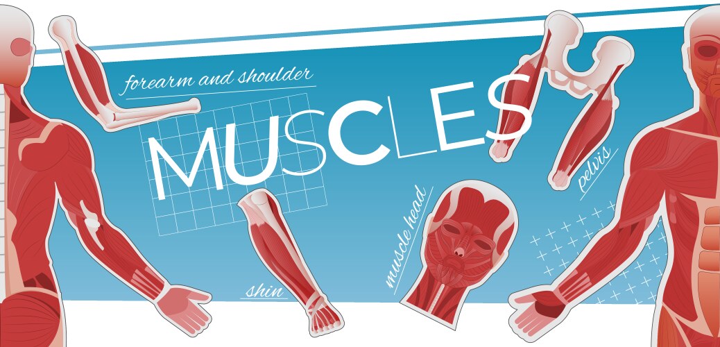 Muscles anatomy a human body male muscular Vector Image