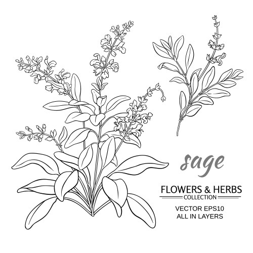 Sage set Royalty Free Vector Image - VectorStock
