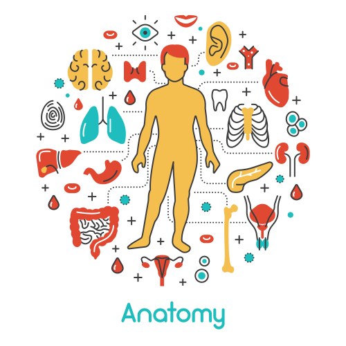 Human body internal organs and parts info poster Vector Image