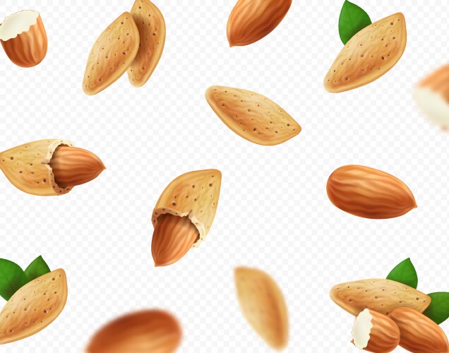 Nuts Royalty Free Vector Image - VectorStock