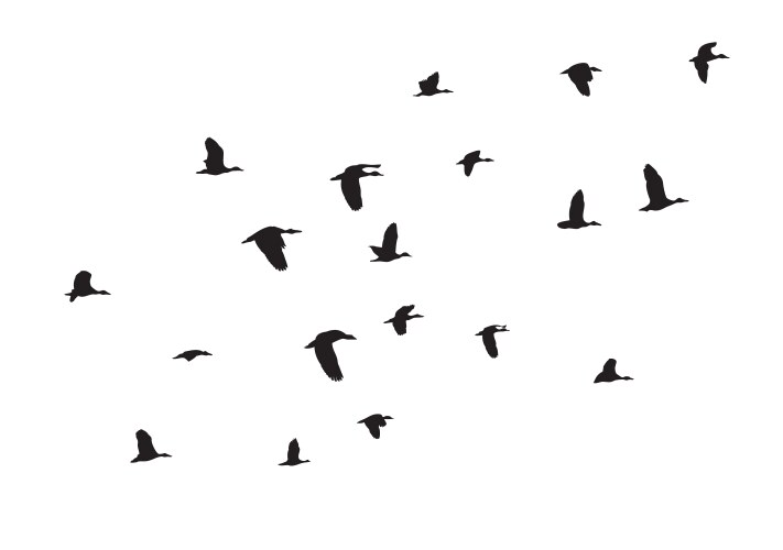 Cute Flying Birds Vector Images (over 46,000)