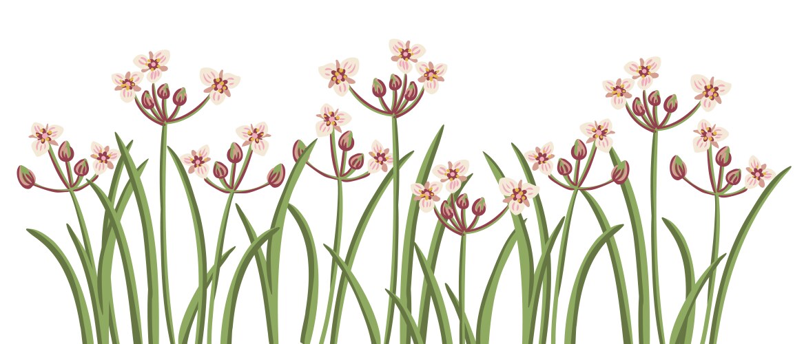 Drawing wild plants wood club-rush Royalty Free Vector Image