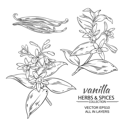 Vanilla beans with flowers and leaves ink sketch Vector Image