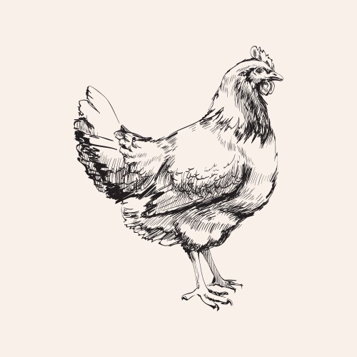 Chicken Outline Vector Images (over 36,000)