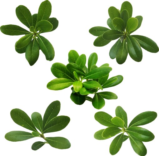 Boxwood Vector Images (over 1,200)