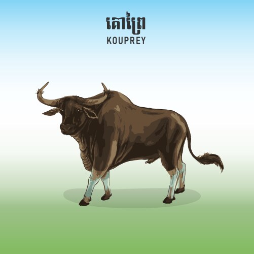 Cambodia rumduol flower khmer Royalty Free Vector Image