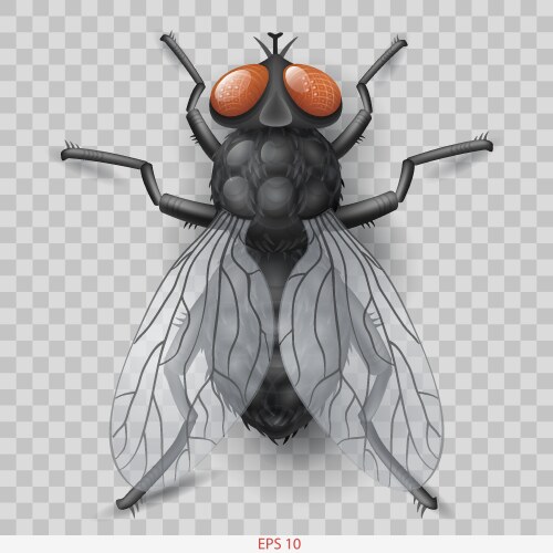 Realistic Fly Vector Images (over 50,000)