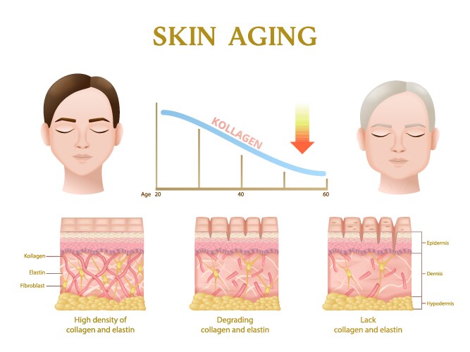 Skin aging process collagen decline diagram Vector Image