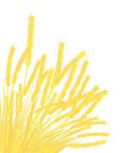 Wheat with ukrainian flag national symbols Vector Image