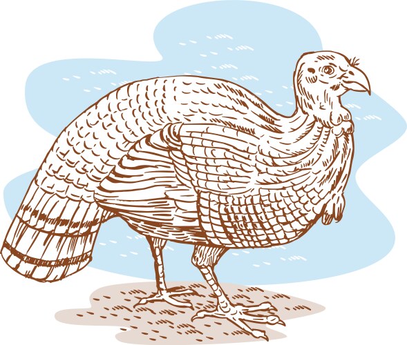 Turkey Vector Images (over 78,000)