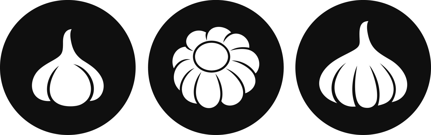 Garlic Royalty Free Vector Image - VectorStock